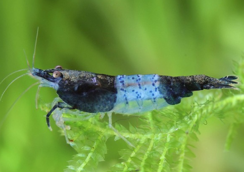 Cherry Shrimp (Blue Rili/Carbon) – AC Aquariums